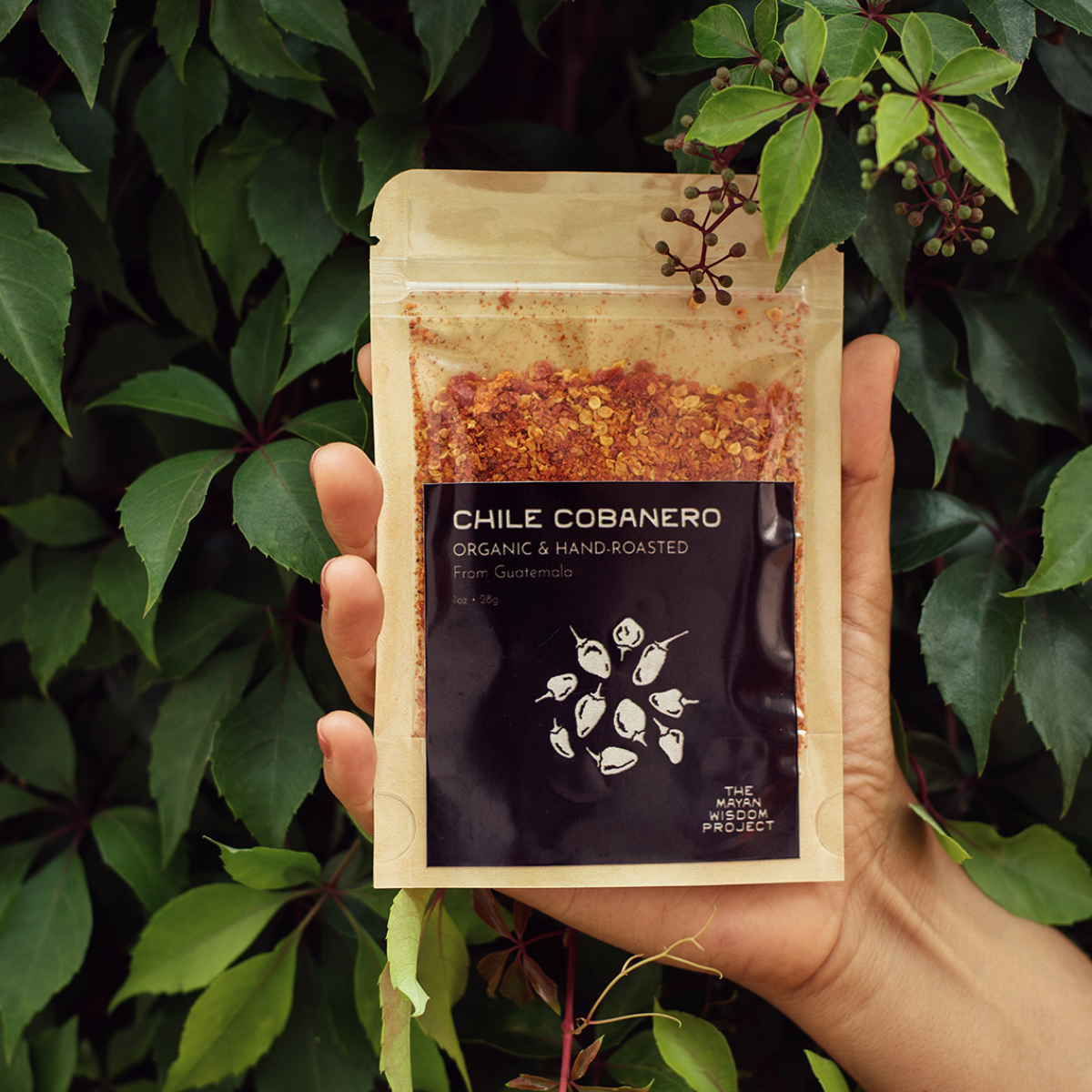 Chile Chocolate & Chile Cobanero – The Mayan Wisdom Project