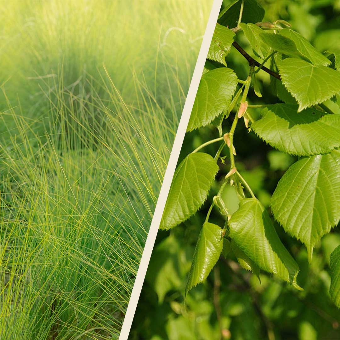 Mayan Healing Herbs - Nervous System Blend – The Mayan Wisdom Project